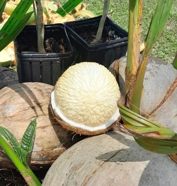 sprouted coconut